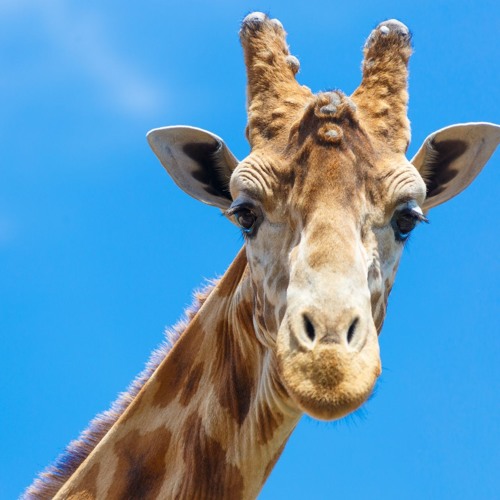 Stream Giraffe Minuet by Mark Ballora | Listen online for free on ...