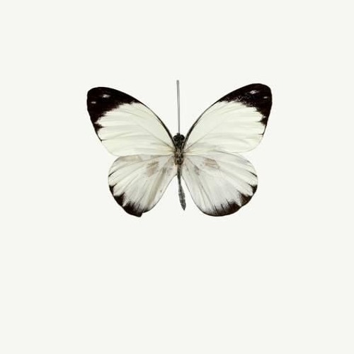 Stream Butterfly by Darren Bloom | Listen online for free on SoundCloud