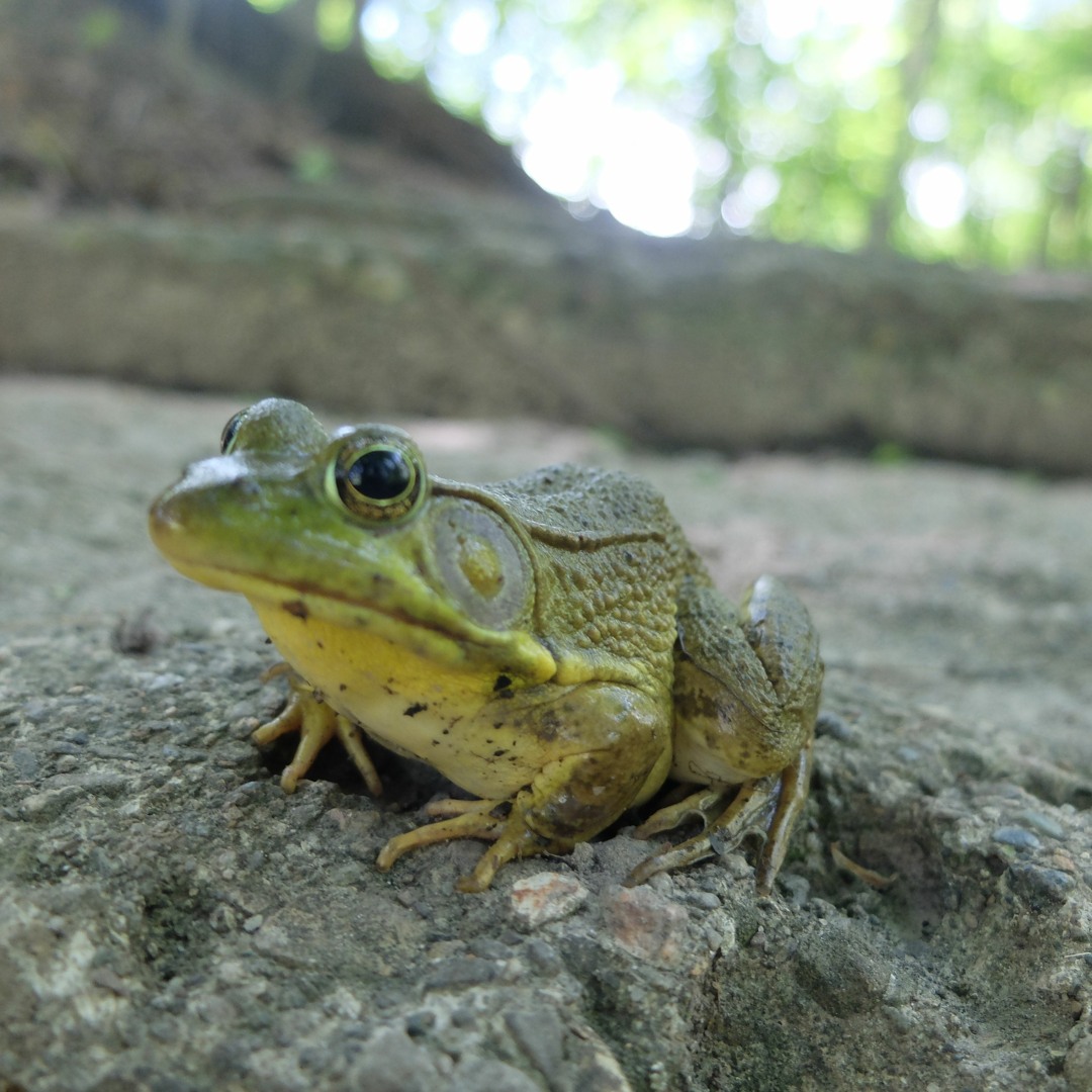 Stream Friends of the Rouge | Listen to Frog & Toad Call CD playlist ...