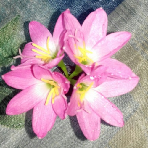 Stream Koj yog lub paj uas tawg tshiab tshaj by Yer Moua (Perfact ...