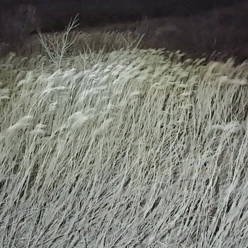 Stream Midnight soundscapes of Windy plateau - Seoraksan National Park ...