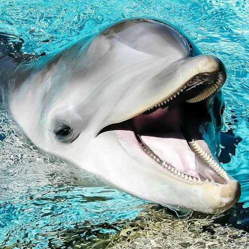 Fat Dolphin