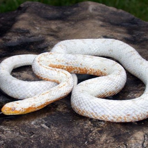 Stream Frosted Snakes by UNICORN Music | Listen online for free on ...