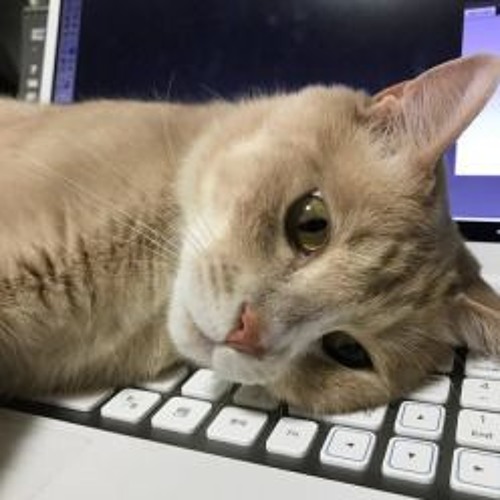 Stream sorry, my cat ran across my keyboard by icedlatte | Listen ...