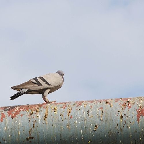 Stream episode Microbe Talk: Cryptococcus Neoformans - The Pigeon Fugus ...