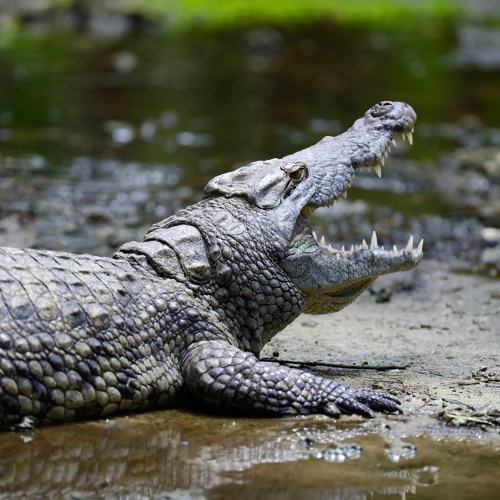 Stream episode The Terrifying Death Roll by Science Minute podcast ...