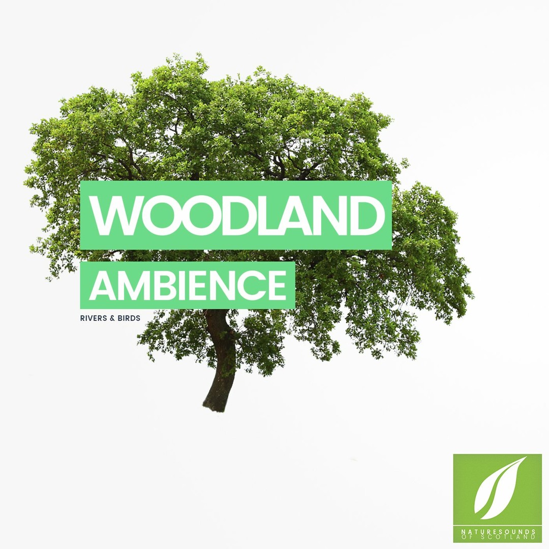 Stream Relaxing Forest Sounds Woodland Ambience Nature Sounds For