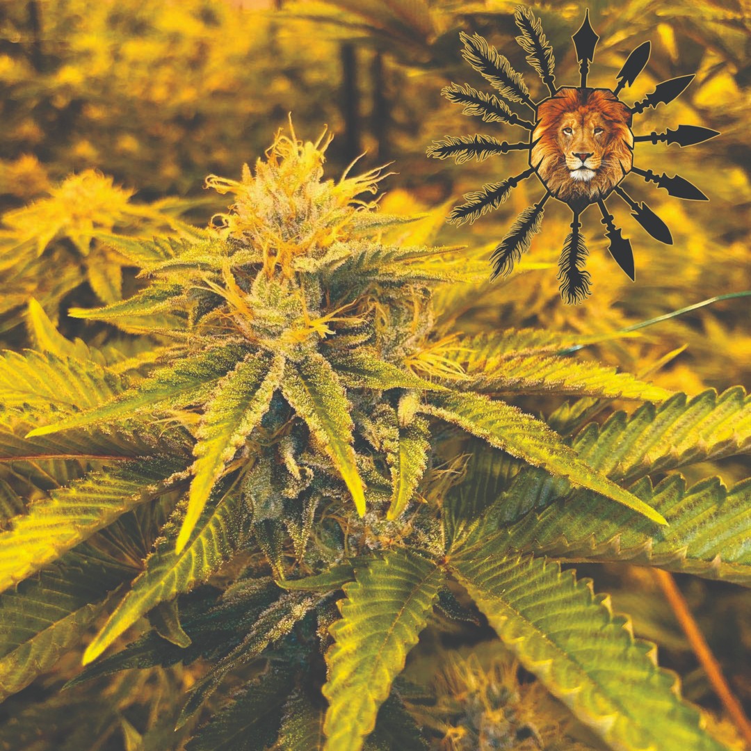 Stream Pira Pura - Rastro De Fumaça (((feat. Boca Seca E Leon - Ápice ...