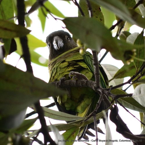 Stream Perico Carisucio (Eupsittula pertinax) by dodo Colombia | Listen ...