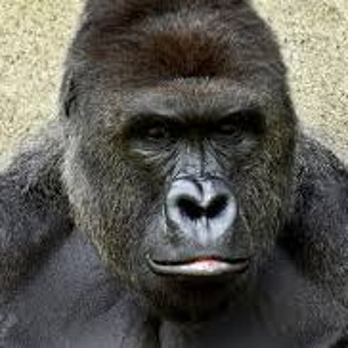 Stream Elon Musk - RIP Harambe by NEHEMIAH MITCHELL | Listen online for ...