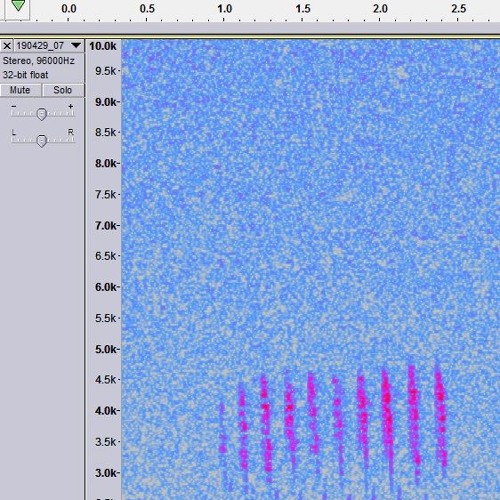 Stream Lesser Whitethroat singing at night by Mark Telfer 2 | Listen ...