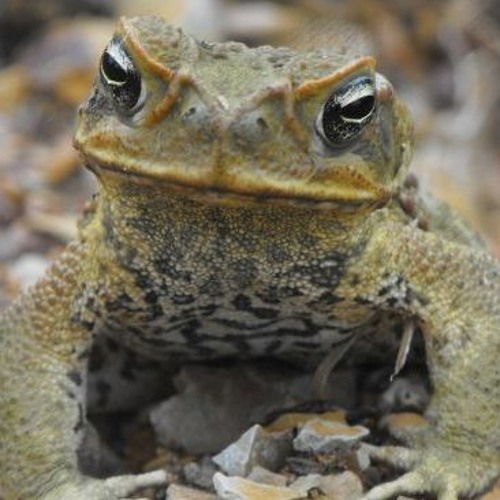 Stream episode Cane toad DNA unlocked for the first time - warts and ...