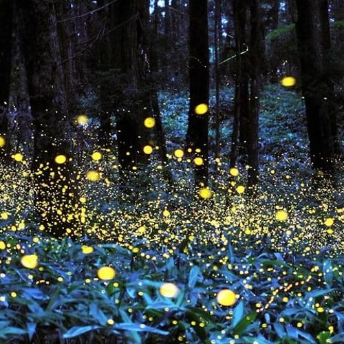 Fireflies:Moses Ben Judah Israel by Moses Ben Judah Israel | Free ...