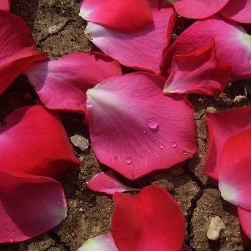 Stream Romance (cello and piano) by Phillip Wilcher | Listen online for ...