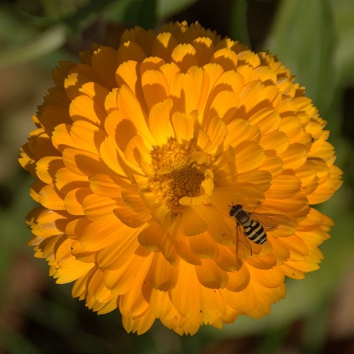 Stream Hibernol by dailewis | Listen online for free on SoundCloud