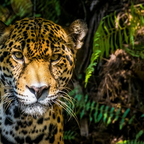 Stream Boletín sonoro del PPD Panamá. El Jaguar en Panamá (#4 año 2019 ...