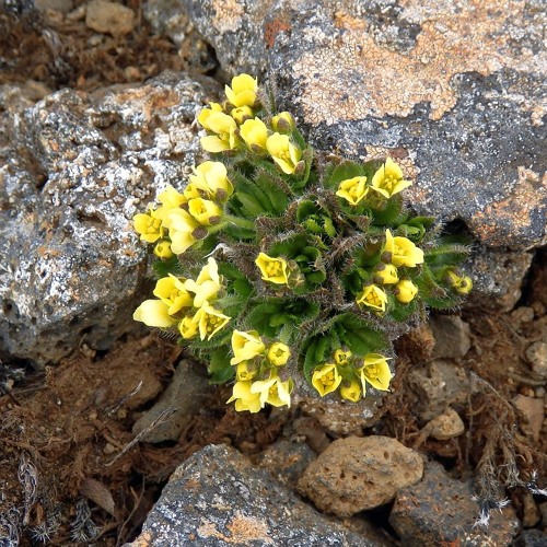 Stream Hamradun - Fagra Blóma by User 887932358 | Listen online for ...