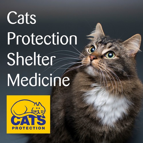 Stream episode Approach to feline behaviour in a shelter setting by ...