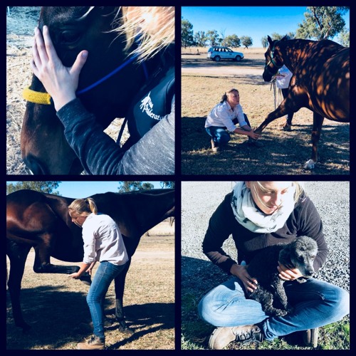 Stream EQUINE OSTEO ANNA PRINS WITH MUSIC.WAV by Anna Prins | Listen ...