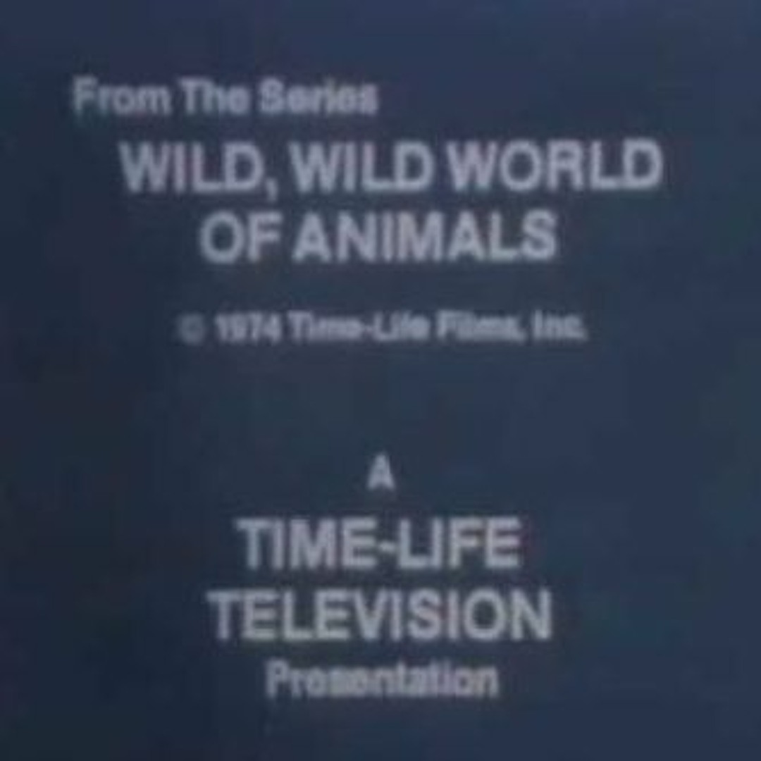 Stream Beatrice Witkin & Gerhard Trede - Wild, Wild World Of Animals by ...