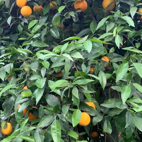 Stream orange juice tree by 5X5 | Listen online for free on SoundCloud