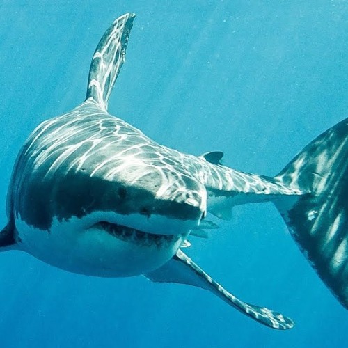 Stream baby shark, rap type beat by matibe | Listen online for free on ...