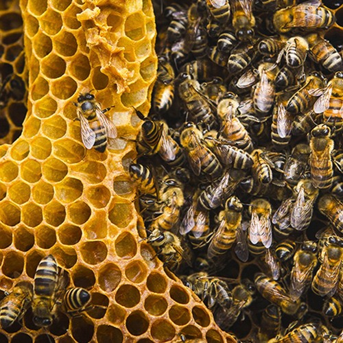 Stream FAO Podcast - A world without bees would wipe out many staple ...