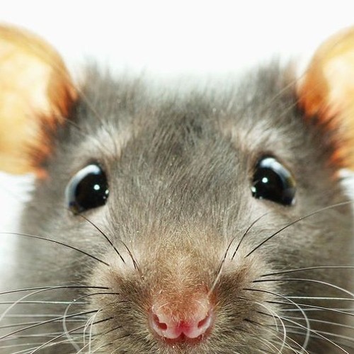 Stream oh shit a rat! by Ally | Listen online for free on SoundCloud