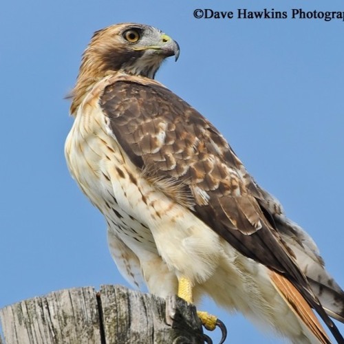 Stream Red-tailed Hawk by Tennessee WildCast | Listen online for free ...