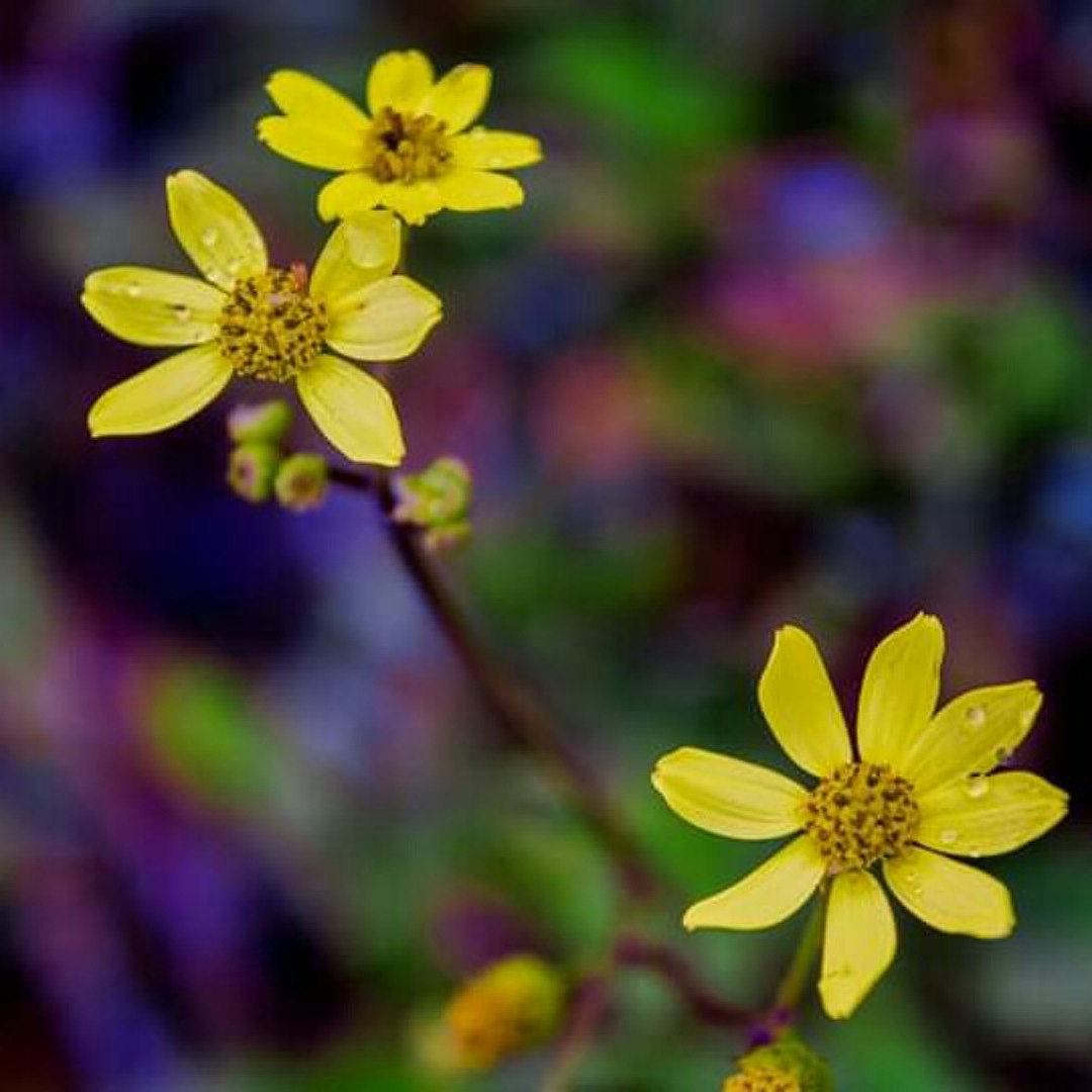 Stream Samitha_mudunkotuwa_Seetha_raaka_madusame by ashi Wickramage | Listen online for free on ...