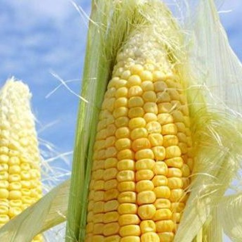 Stream Foundation Corn Dub/-Skanka Ranking by BREAKING BARRIERS ...