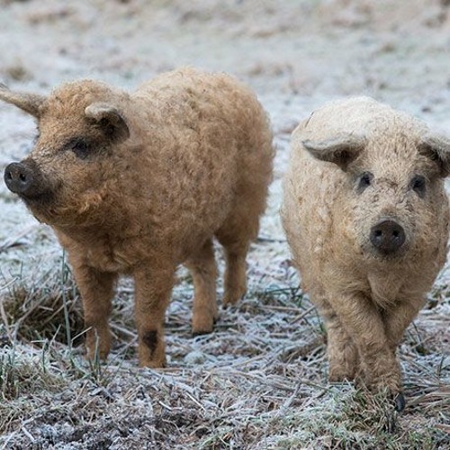 Fluffy Pigs