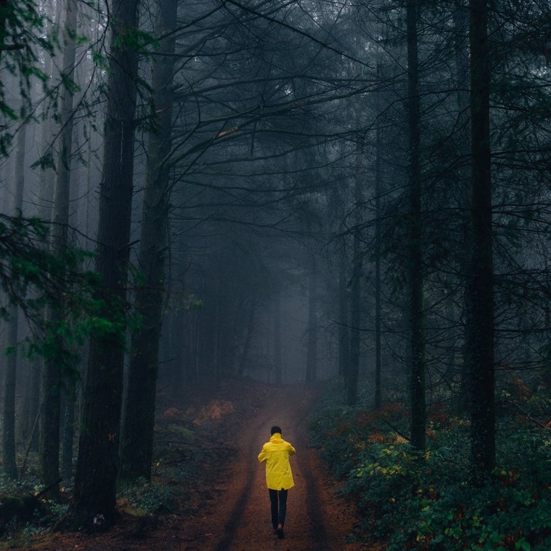 Stream The Trees Stand Tall by Bill Bero | Listen online for free on ...