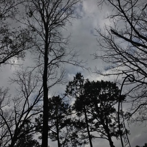 Stream Black Trees by Andrea March | Listen online for free on SoundCloud