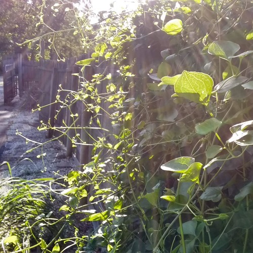 Stream Sad Cypress by Gavin Hitchins | Listen online for free on SoundCloud