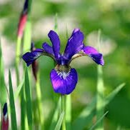 Stream Wild Iris by Ben Hoadley, composer | Listen online for free on ...