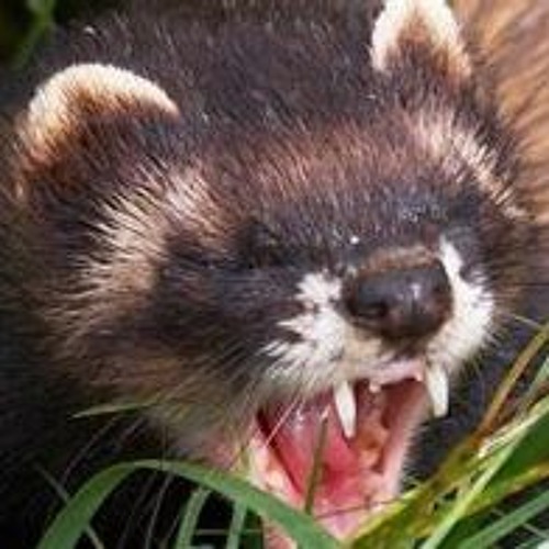 Stream Sredni Vashtar by Richard Peat Composer | Listen online for free ...