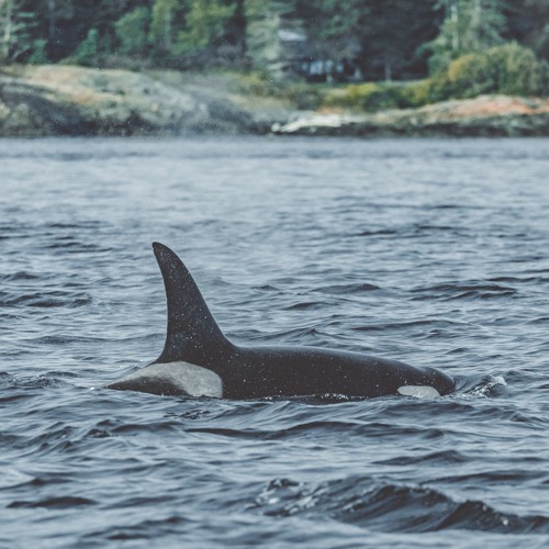 Stream Orca Major by Milka Ultra | Listen online for free on SoundCloud