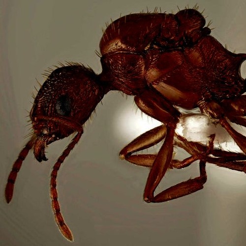 Stream The Omnipresence Of The Gyne by polymorphic engine | Listen ...