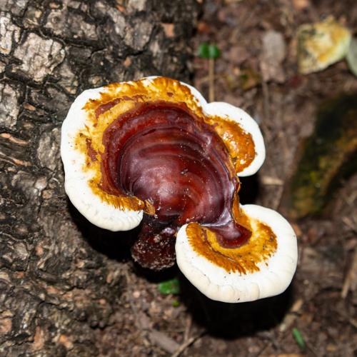 Stream Sami Anwar Explain Ganoderma Health Supplement And Its Benefits ...