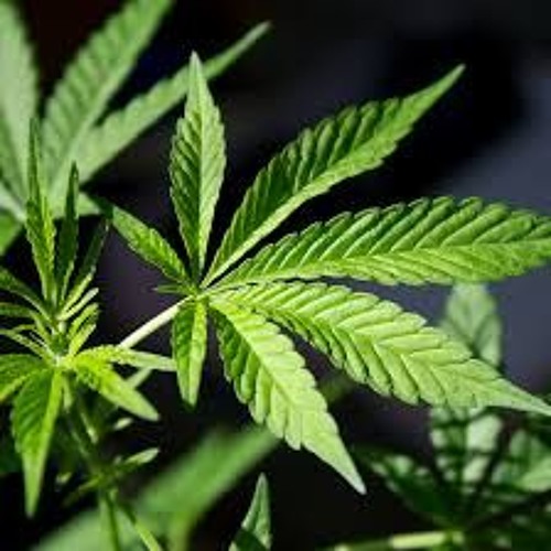 Stream episode HISTORY OF WEED IN NEPAL | नेपाली गाँजाको इतिहास | by ...