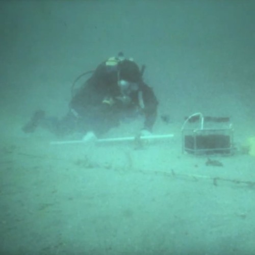 Stream FSU Academic Diving Program by Florida State University | Listen ...