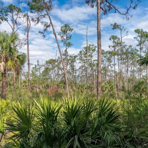 Stream An Interview with Sound Recordist Phil Brown by The Natural ...