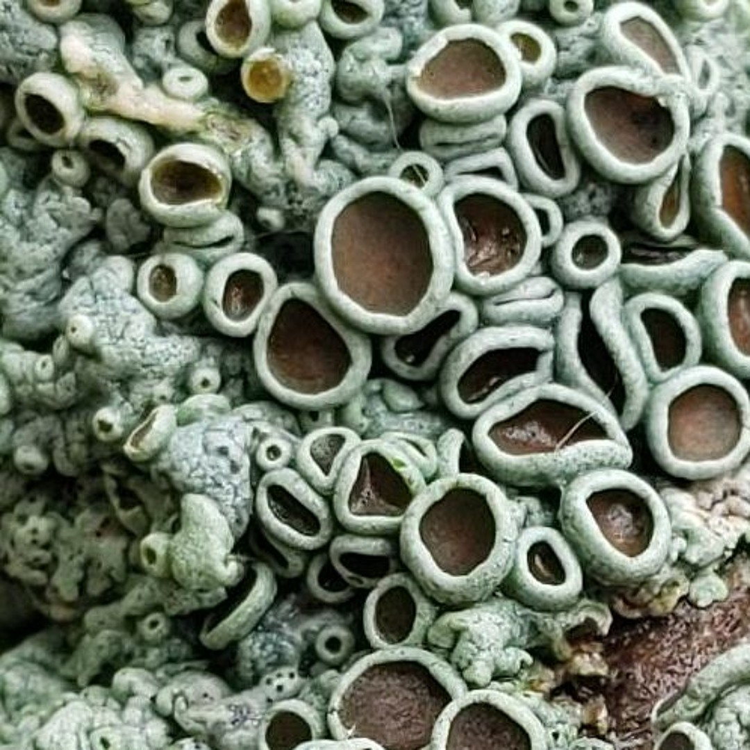 Stream Sizzle x GoZio - POX [on Acid Pirate 19] by Sizzle | Listen ...