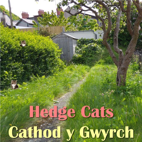 Stream Hedge Cats / Cathod y Gwyrch by Simon Ager | Listen online for ...