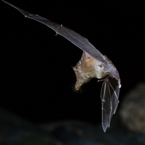 Stream Bugs, Bats And Cuckoos by The Nevada Department of Wildlife's ...