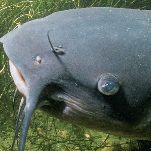 Stream episode Catching Fish in Mud Puddles, Missouri by Be Here ...