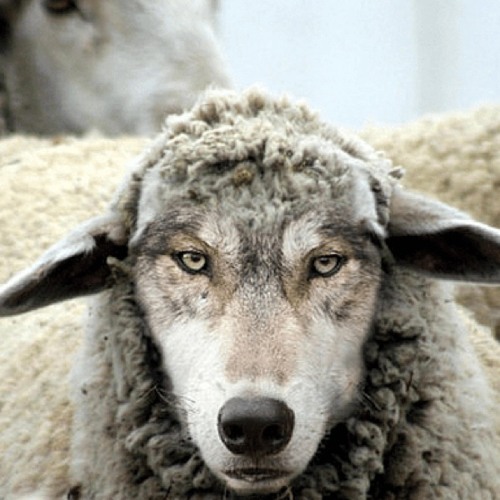 Stream Wolf Sheep By Zinario Listen Online For Free On Soundcloud