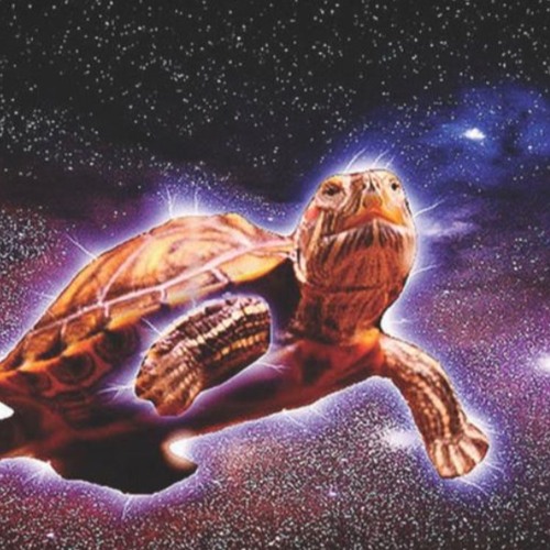 Stream Tammy the Turtle by The Lopsided Lobsters | Listen online for ...