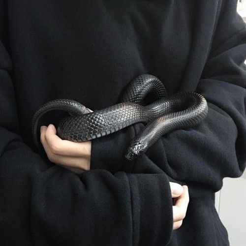Black Snake Tumblr